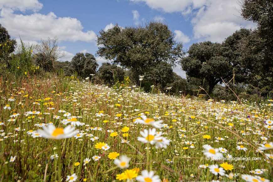 Paisaje helado en el puerto de La Queresa (Segovia-Guadalajara ...
