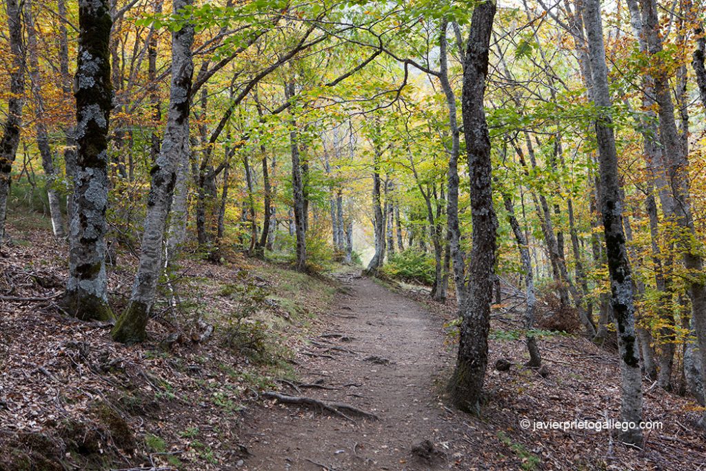 Una visita al hayedo de Tejera Negra (Guadalajara) | Siempre de paso